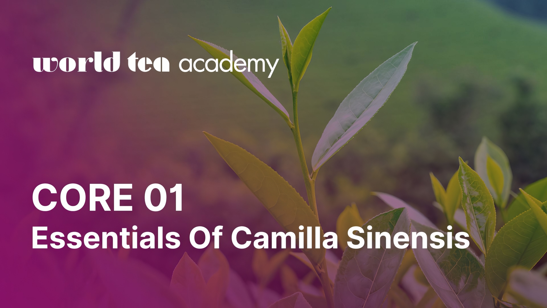 Home – World Tea Academy