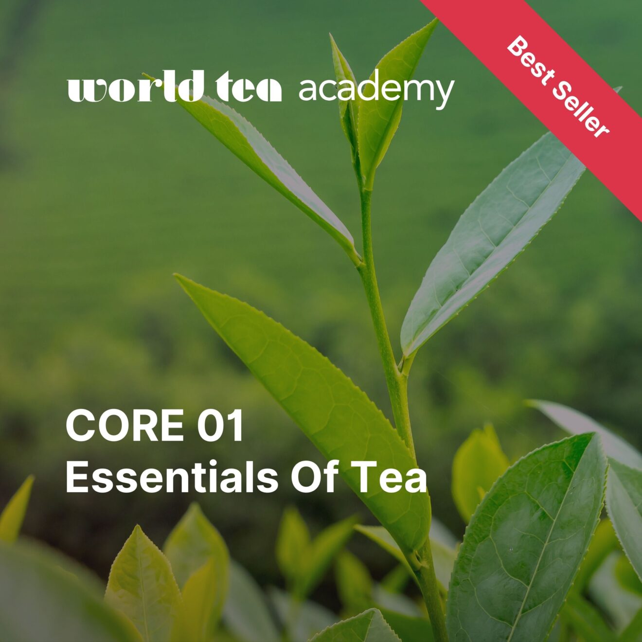 How to Become a Certified Tea Specialist – World Tea Academy