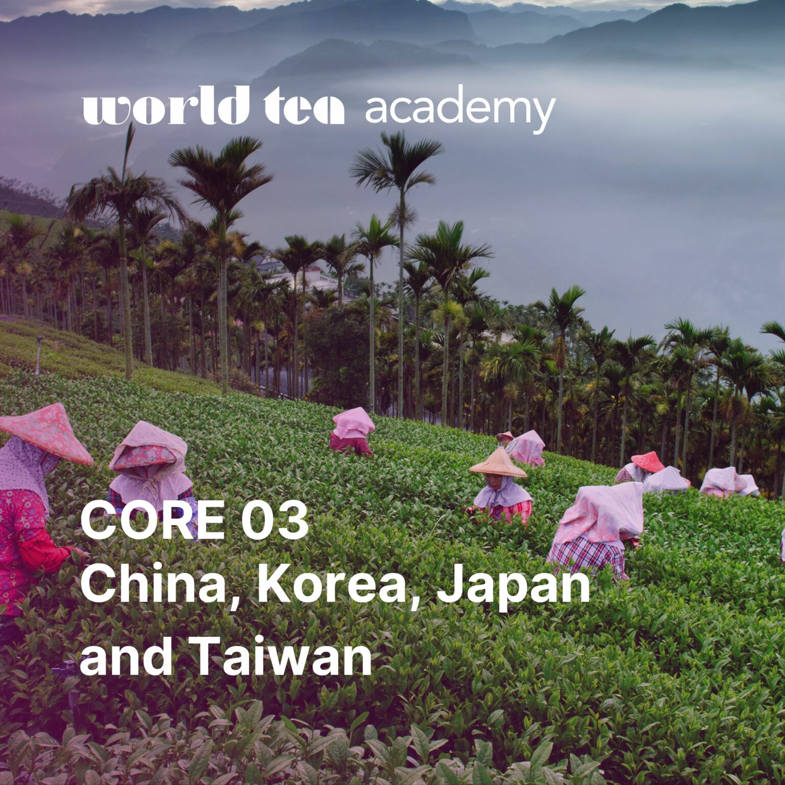 World Tea Academy – Online Tea Education and Certification