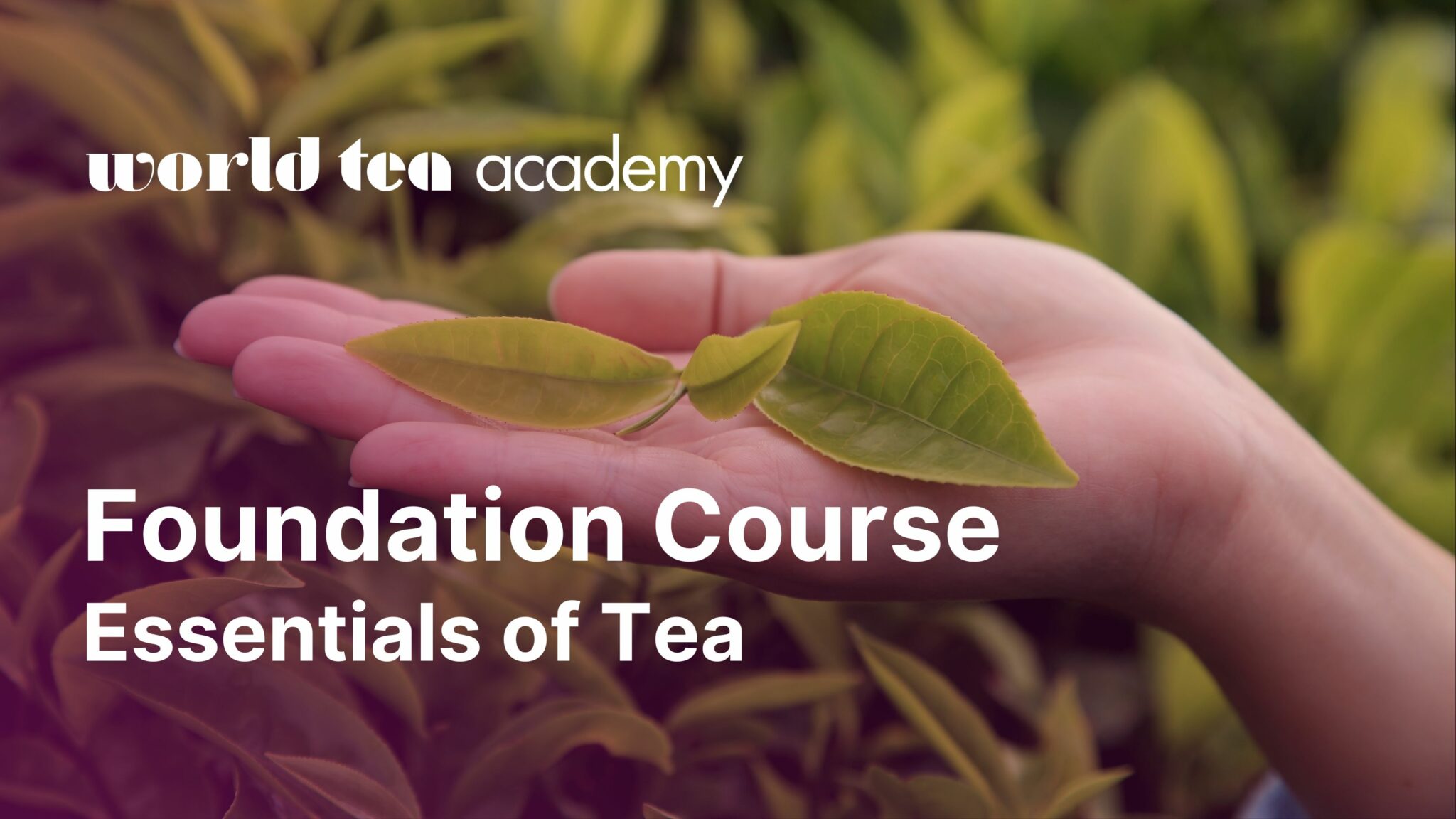 CORE.01 Essentials of Camellia Sinensis – World Tea Academy