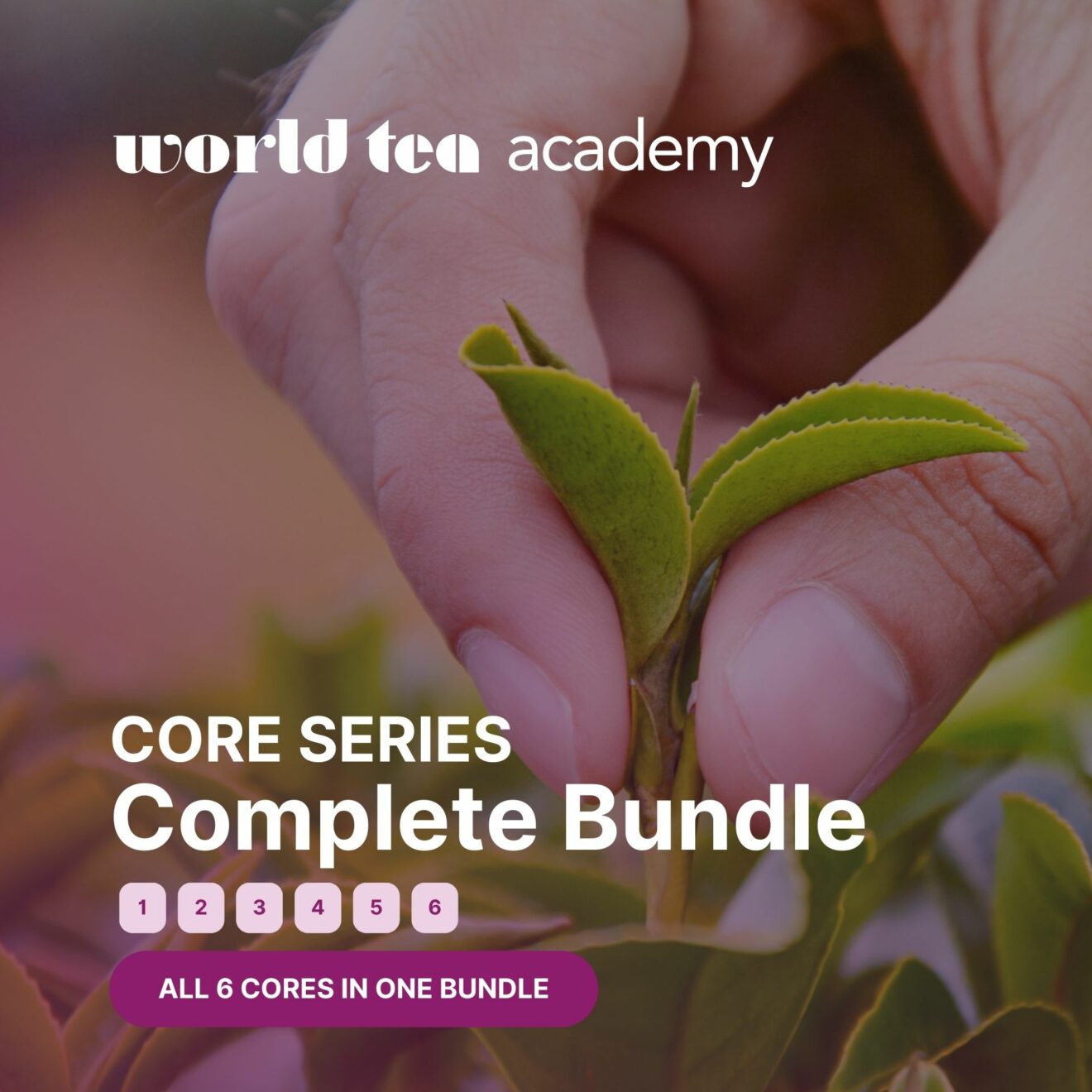 World Tea Academy: Complete 6-Course CORE SERIES Bundle - World Tea Academy