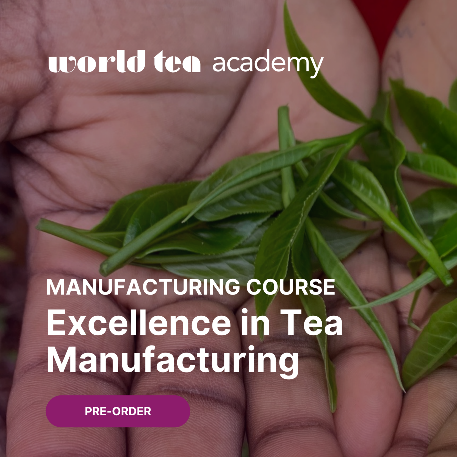 Excellence in Tea Manufacturing: from Bush to Cup – World Tea Academy