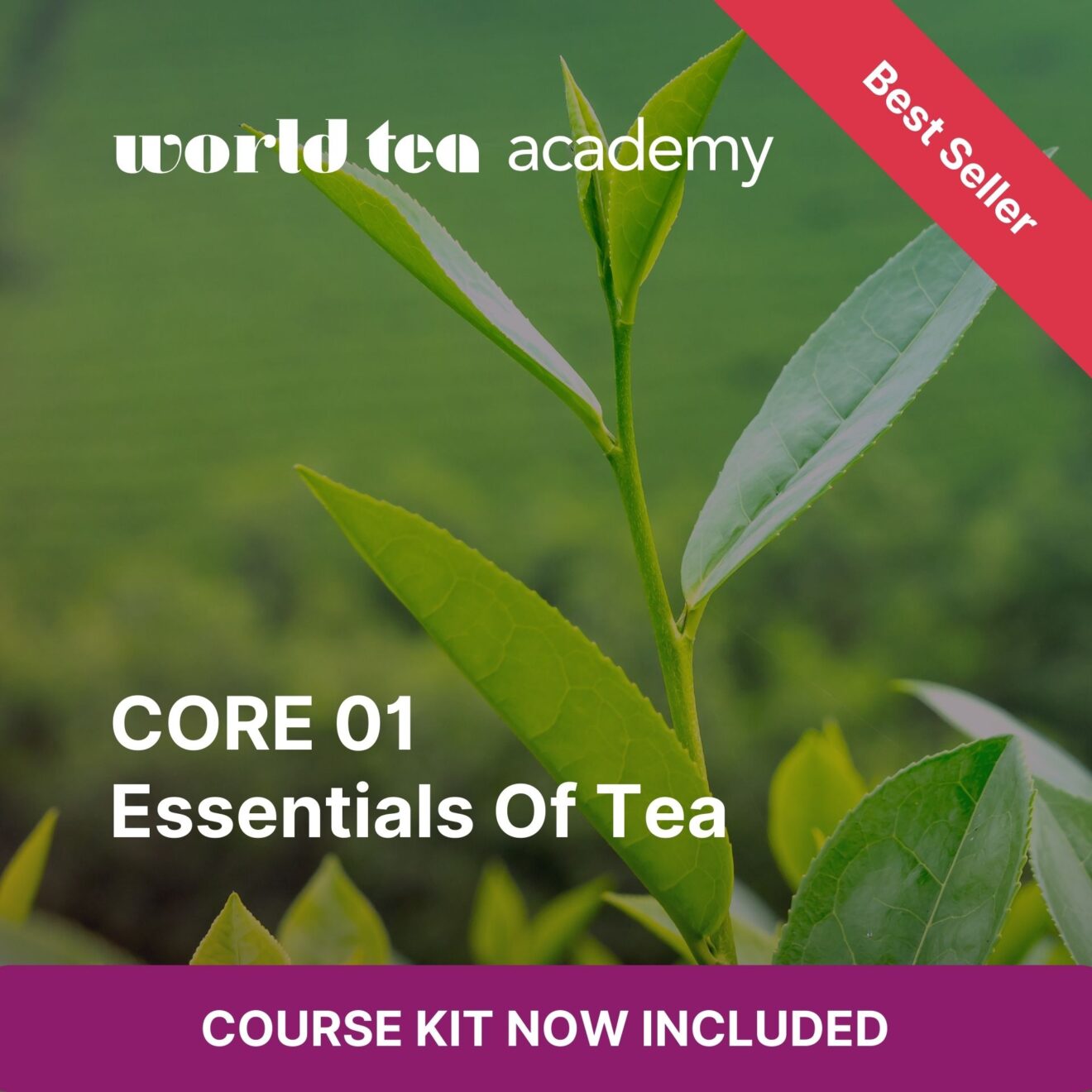 CORE 01: Essentials of Tea Course – World Tea Academy