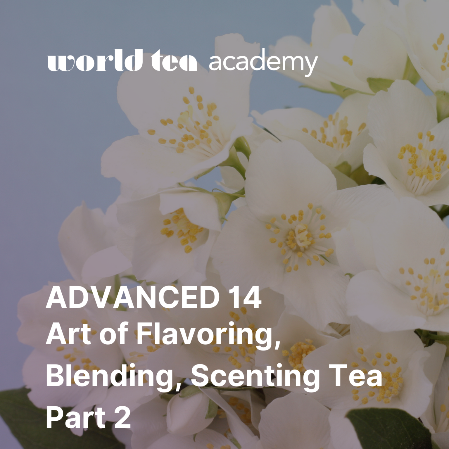 ADV.14 Art of Flavoring, Blending, Scenting Tea Part 2 – World Tea Academy