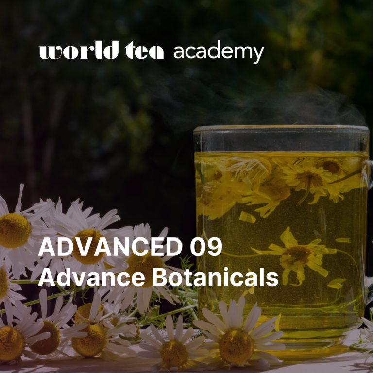 How to Become a Certified Tea Professional – World Tea Academy